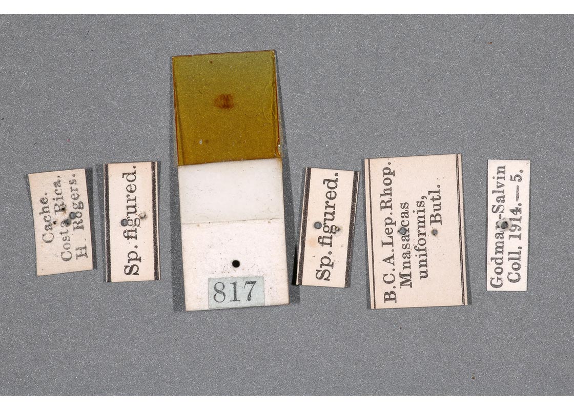 Mnasalcas simplicissima (pinned specimens)